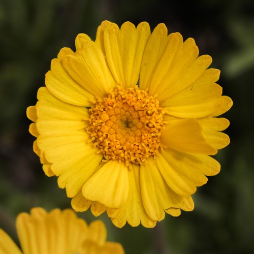 Four-nerve daisies (Tetraneuris) Flower, Leaf, Care, Uses - PictureThis