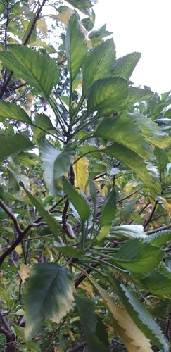 Bastard gumwood Care (Watering, Fertilize, Pruning, Propagation ...