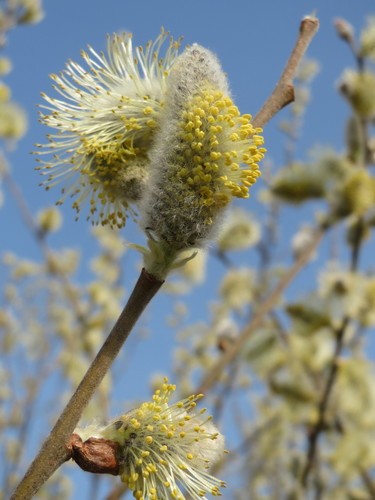 Goat willow (Salix caprea) Flower, Leaf, Care, Uses - PictureThis