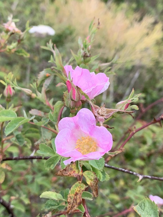Arkansas-rose (Rosa arkansana) - PictureThis