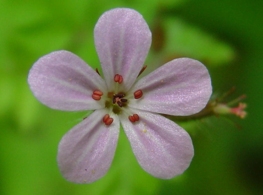 Herb robert (Geranium robertianum) Flower, Leaf, Care, Uses - PictureThis
