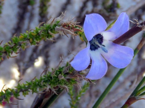 Roella Flower, Leaf, Care, Uses - PictureThis