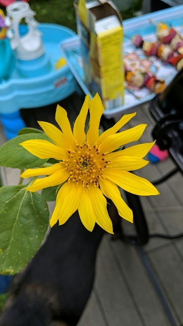 Cremanthodium arnicoides 照顧，種植，繁殖，開花時間 - PictureThis