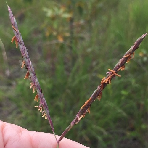Pasto tallo azul (Andropogon gerardii) - PictureThis