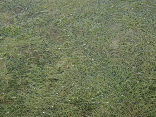 Dwarf eelgrass (Zostera noltii) Flower, Leaf, Care, Uses - PictureThis