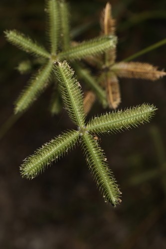 Egyptian grass (Dactyloctenium aegyptium) Flower, Leaf, Care, Uses ...