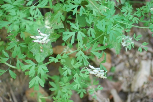 White ramping fumitory (Fumaria capreolata) Flower, Leaf, Care, Uses ...