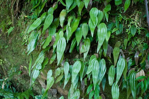 Cheiropleuria integrifolia - PictureThis