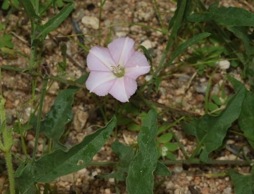 Campanilla herida (Convolvulus equitans) - PictureThis