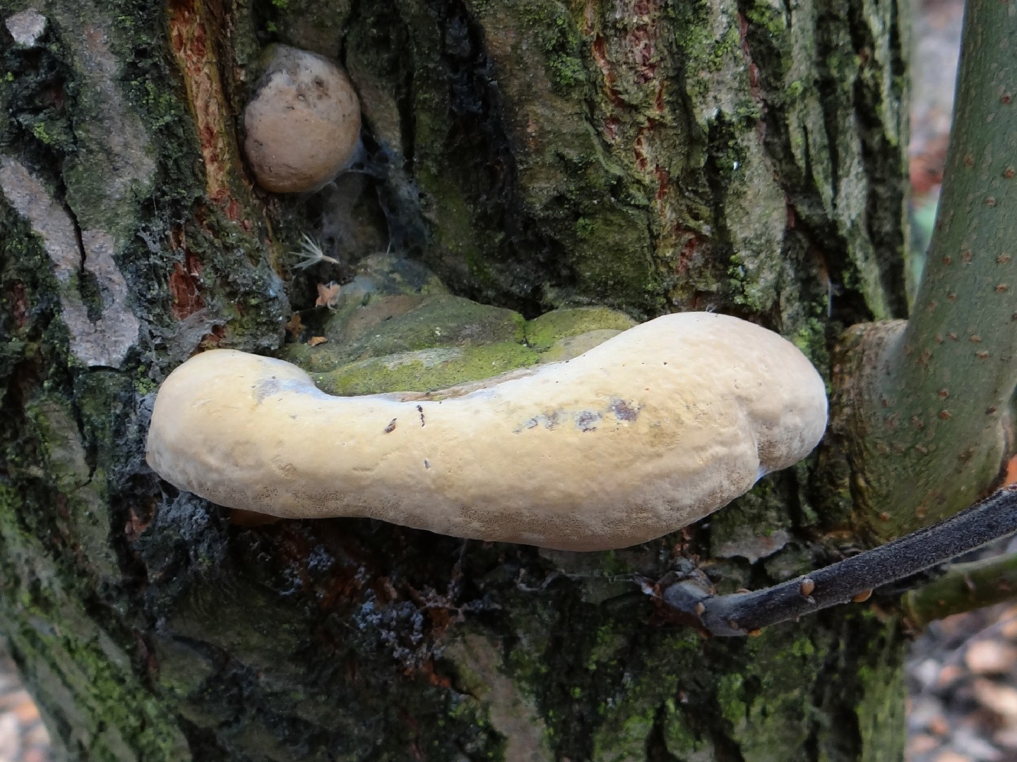 キコブタケ（木瘤茸） (Phellinus igniarius) 花言葉，毒性，よくある質問 - PictureThis