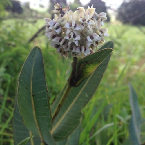 Nodding milkweed (Asclepias glaucescens) Flower, Leaf, Care, Uses ...