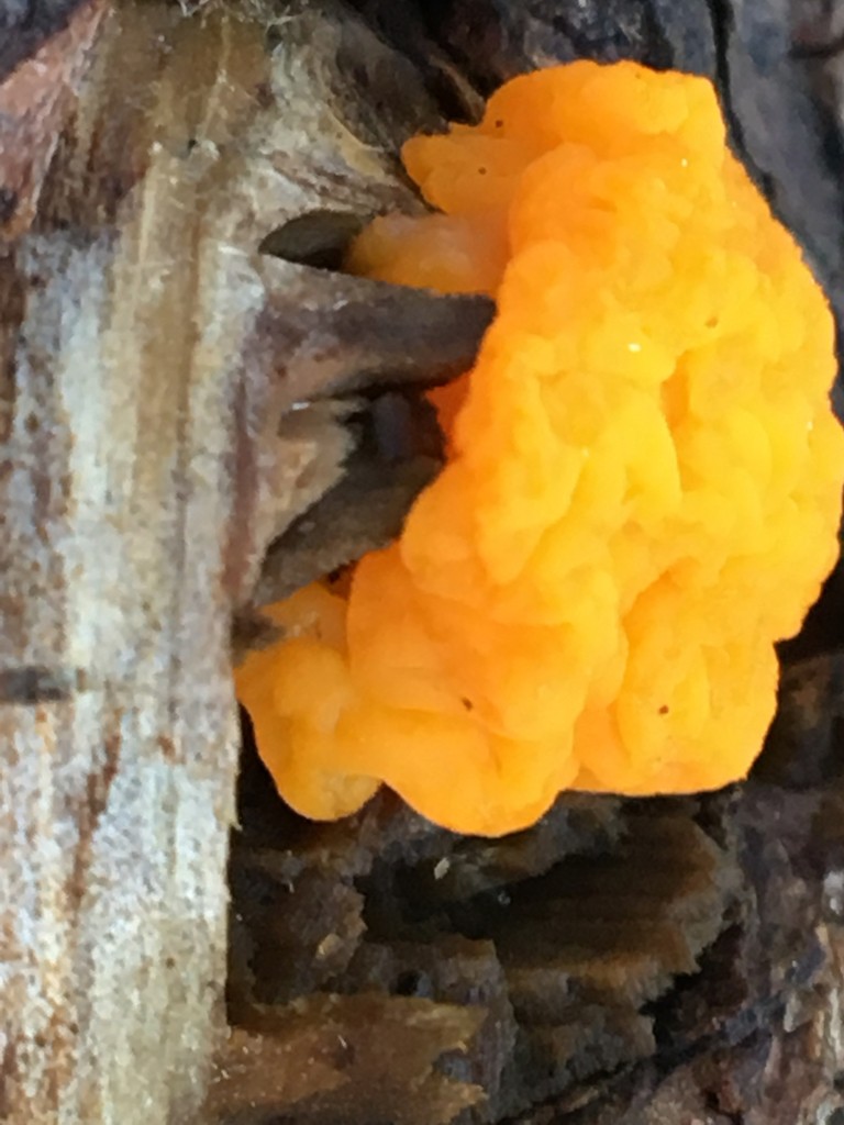 Dacrymyces chrysospermus - PictureThis