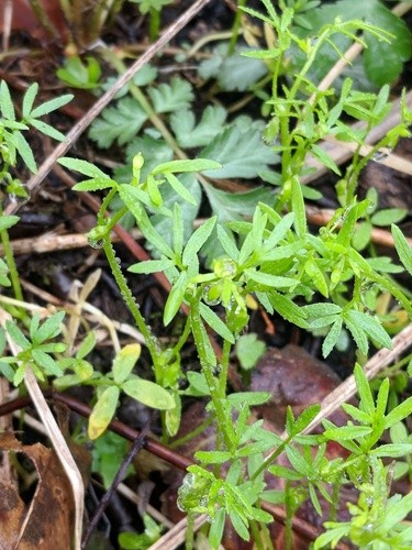 Floerkea proserpinacoides - PictureThis