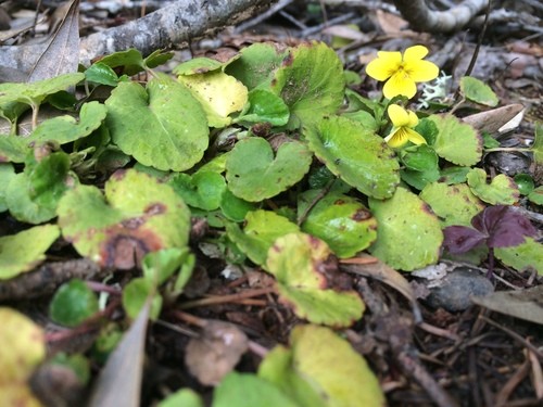 Evergreen violet (Viola sempervirens) Flower, Leaf, Care, Uses ...