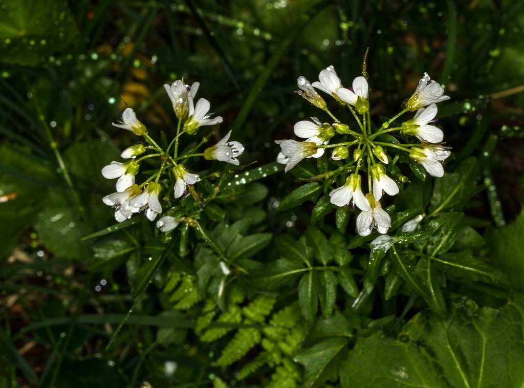 Cardamine Amara
