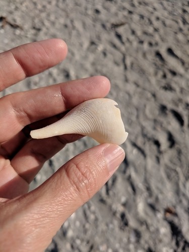 Mulberry (Moraceae) Flower, Leaf, Care, Uses - PictureThis