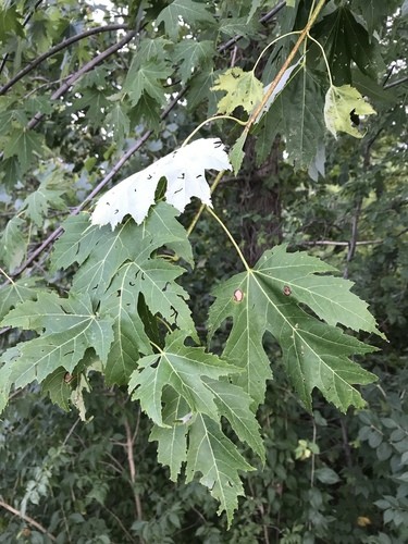 Arce plateado (Acer saccharinum) - PictureThis