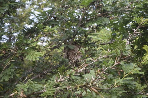 Vachellia cornigera - PictureThis