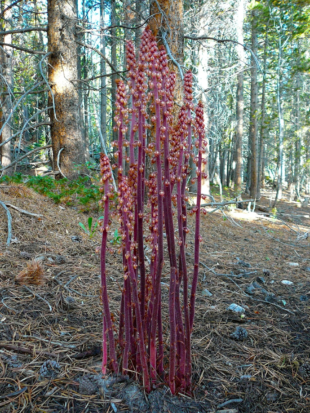 Woodland pinedrop (Pterospora andromedea) Flower, Leaf, Care, Uses ...