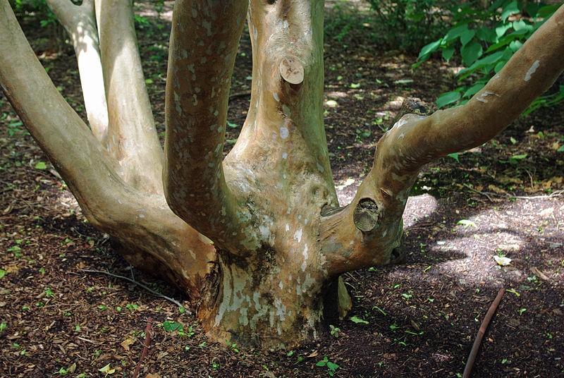 Chinese stewartia Care (Watering, Fertilize, Pruning, Propagation ...