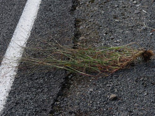 Rumput Jari (Digitaria sanguinalis) - PictureThis