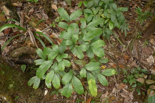 Ptisana attenuata Flower, Leaf, Care, Uses - PictureThis