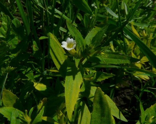 Gratiola - PictureThis