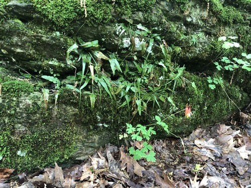 Walking fern (Asplenium rhizophyllum) Flower, Leaf, Care, Uses ...