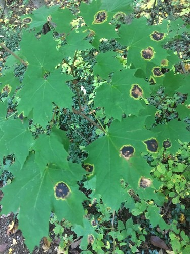 Leotiomycetes Flower, Leaf, Care, Uses - PictureThis