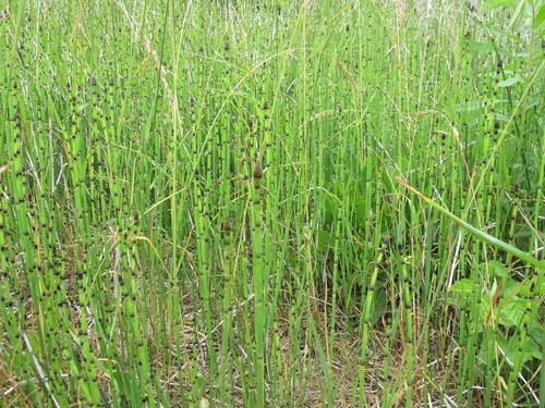 Equiseto variegato (Equisetum variegatum) - PictureThis