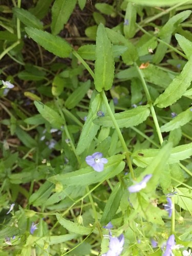 American Speedwell (Veronica americana) Flower, Leaf, Care, Uses ...