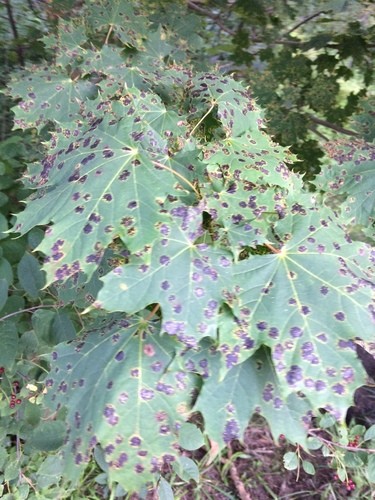 Leotiomycetes Flower, Leaf, Care, Uses - PictureThis