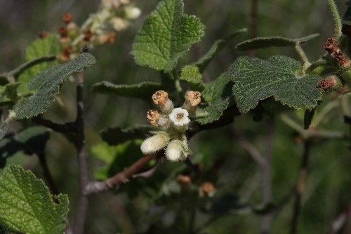 Ribes indecorum - PictureThis