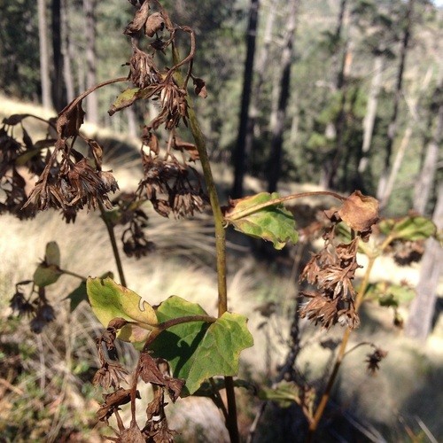 Roldana Care (Watering, Fertilize, Pruning, Propagation) - PictureThis