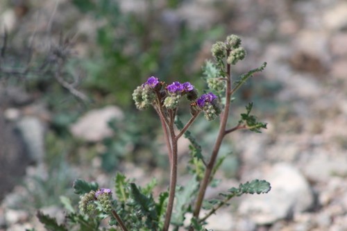 Phacelia crenulata - PictureThis