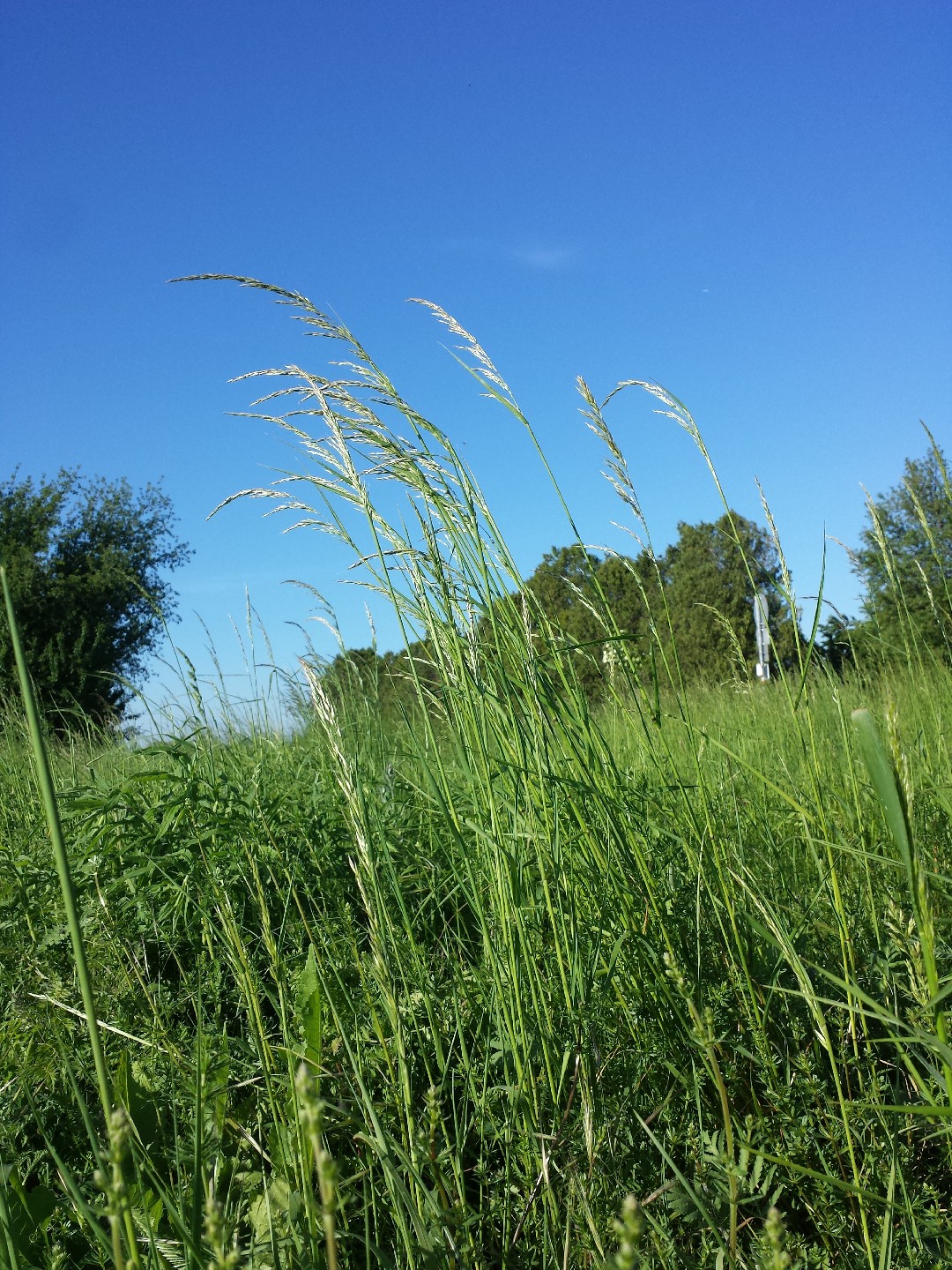 Glatthafer (Arrhenatherum elatius) - PictureThis