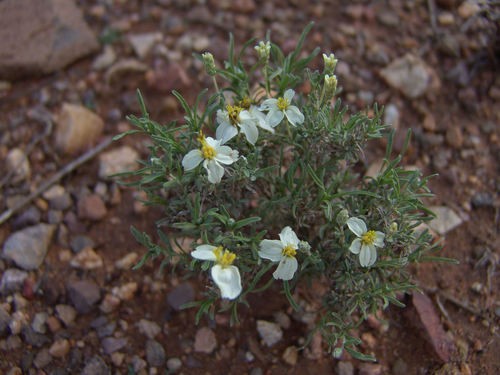 Hierba del burro (Zinnia acerosa) - PictureThis