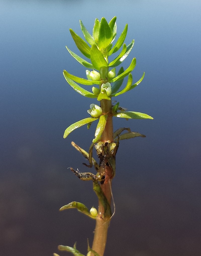 Waterwort (Elatinaceae) Flower, Leaf, Care, Uses - PictureThis