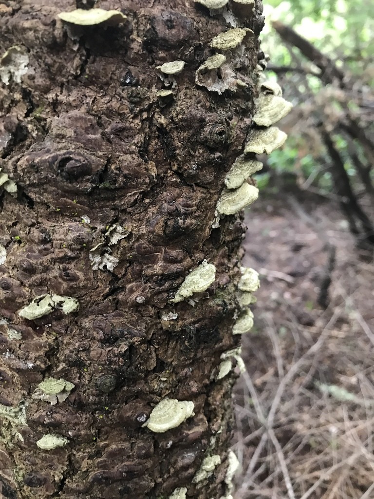 Hymenochaetales Flower, Leaf, Care, Uses - PictureThis