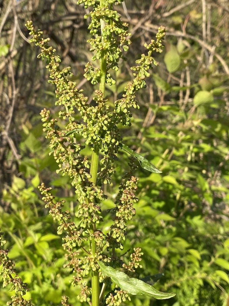 소리쟁이 (Rumex crispus) - PictureThis