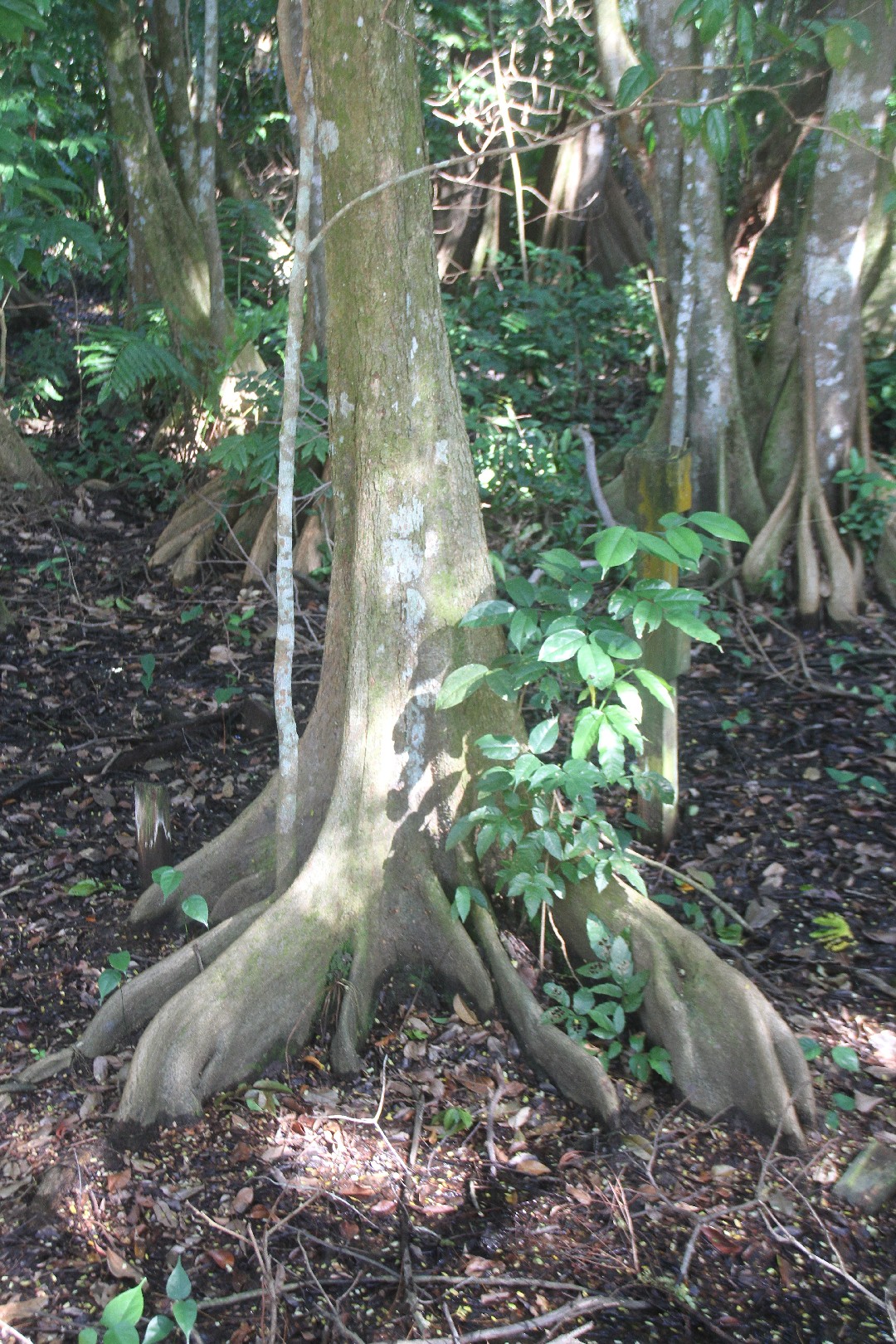 Pterocarpus officinalis - PictureThis