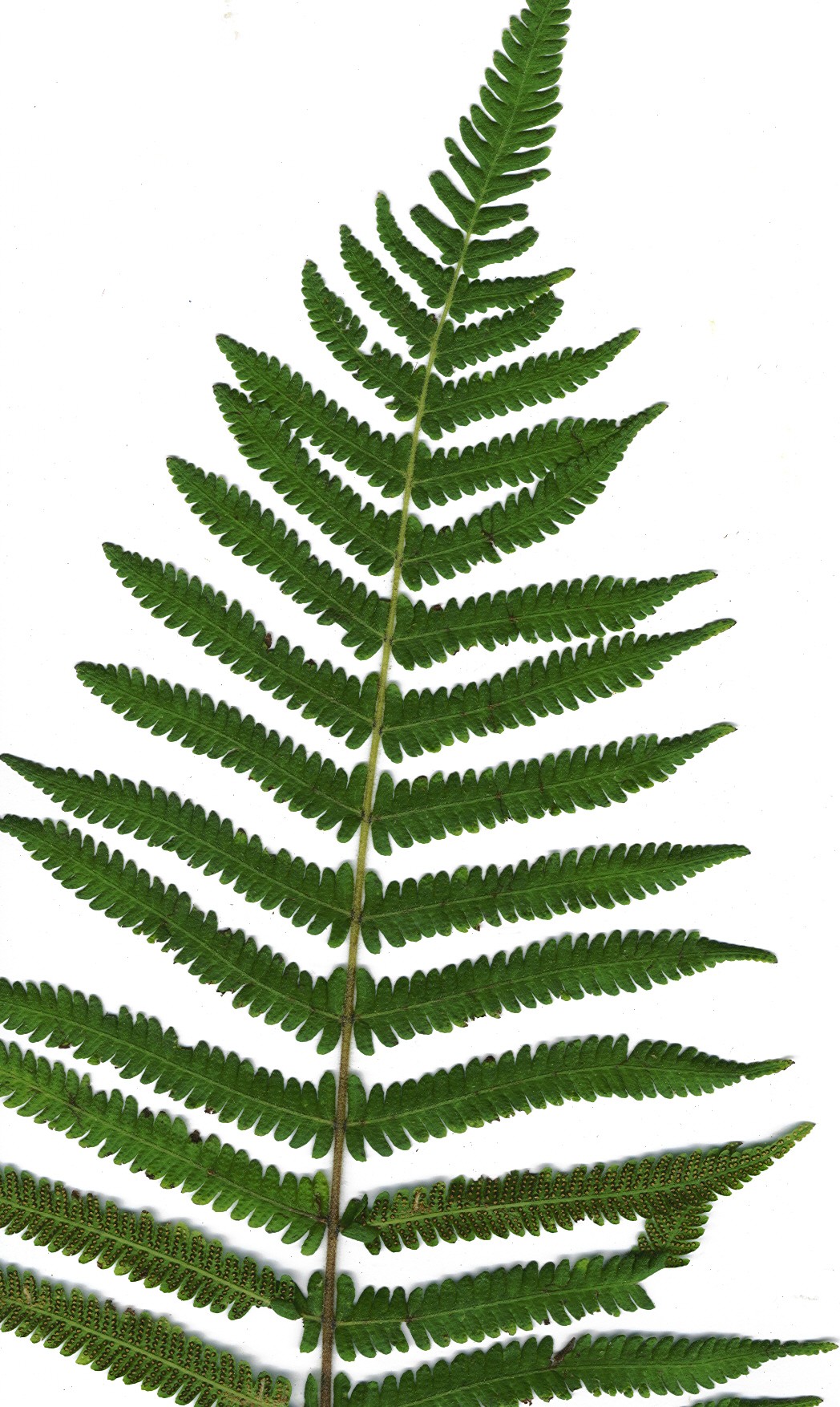 Christella dentata - PictureThis