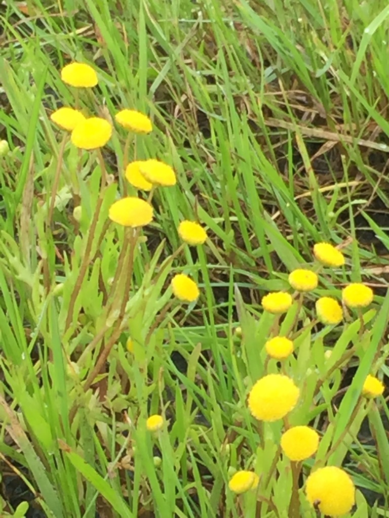 Cotula (Cotula coronopifolia) - PictureThis