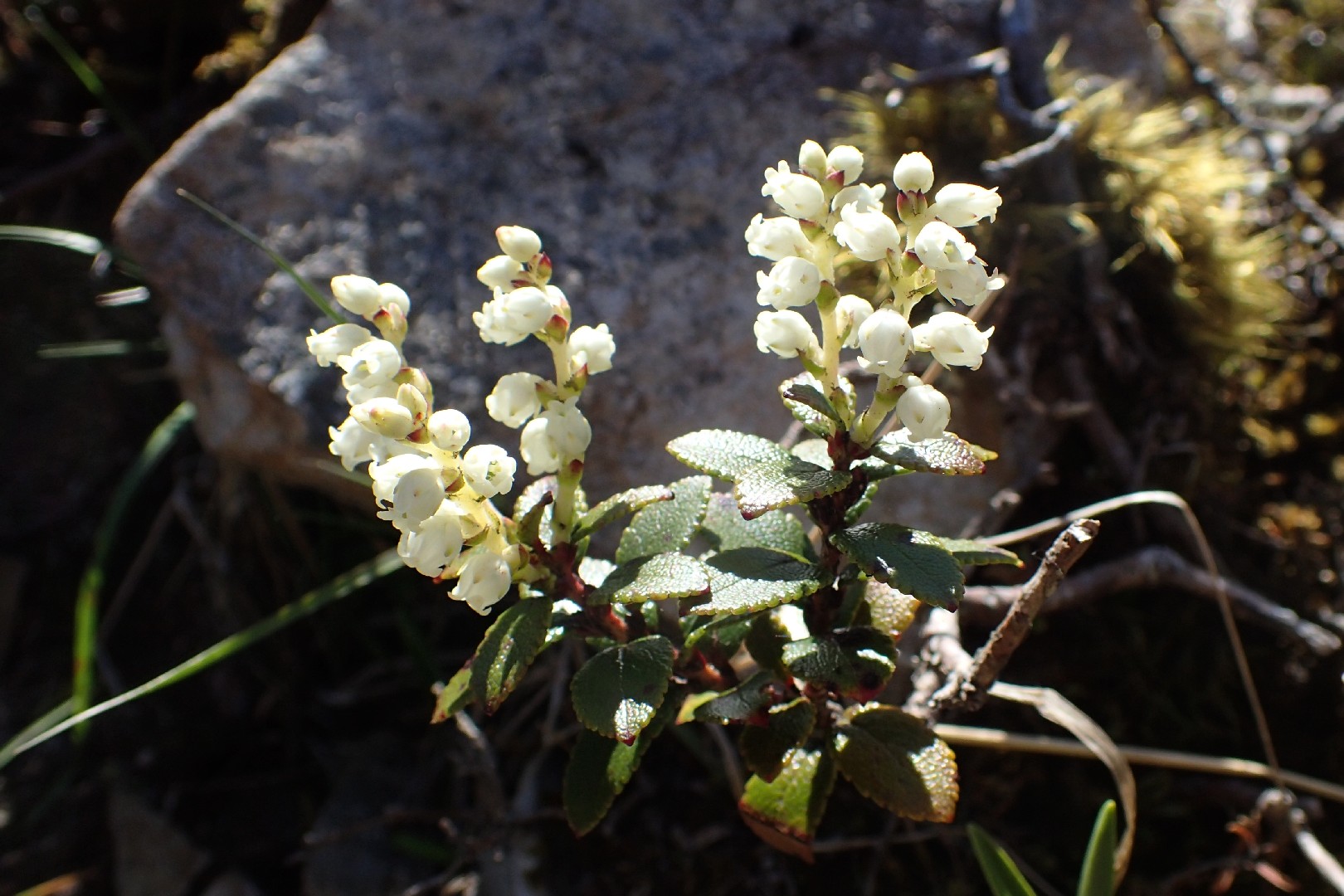 Turpentine scrub (Gaultheria crassa) Flower, Leaf, Care, Uses - PictureThis