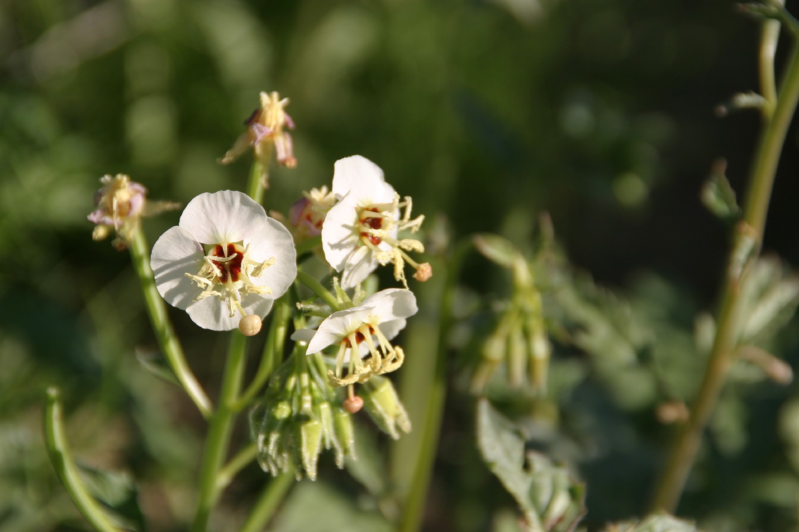 Brown-eyed evening primrose (Chylismia claviformis) Flower, Leaf, Care ...