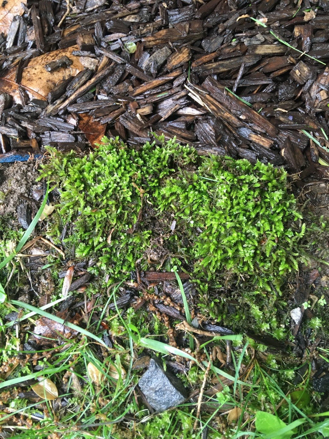 Entodon Flower, Leaf, Care, Uses - PictureThis