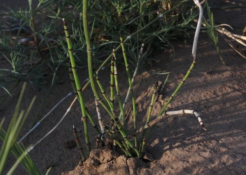 Caña carricillo (Equisetum laevigatum) - PictureThis