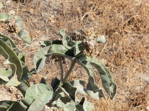 Kotolo milkweed (Asclepias eriocarpa) Flower, Leaf, Care, Uses ...