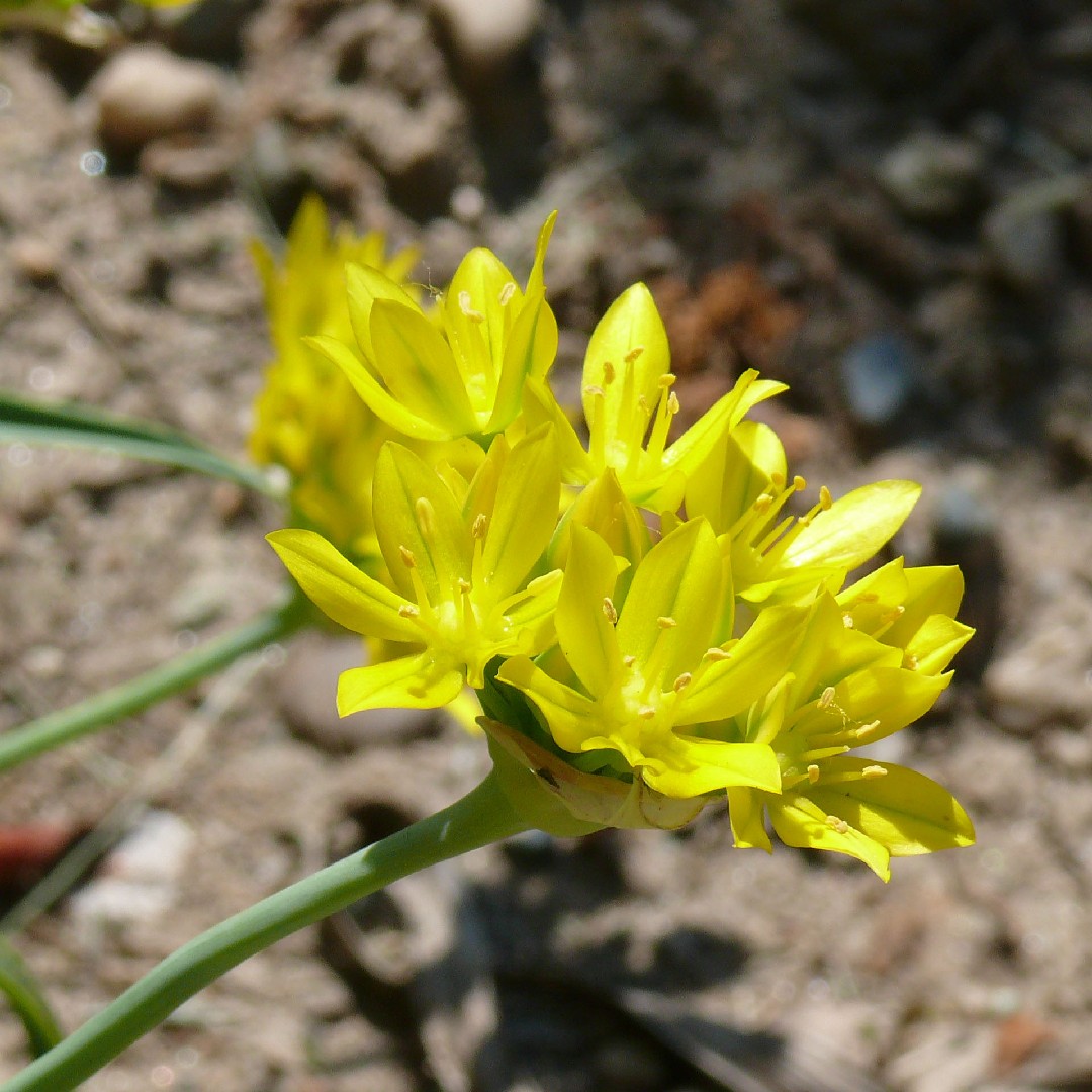 Cebolleta (Allium moly) - PictureThis