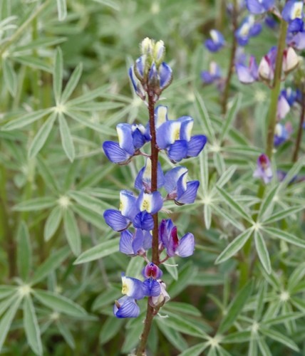 Lupin du désert (Lupinus sparsiflorus) - PictureThis